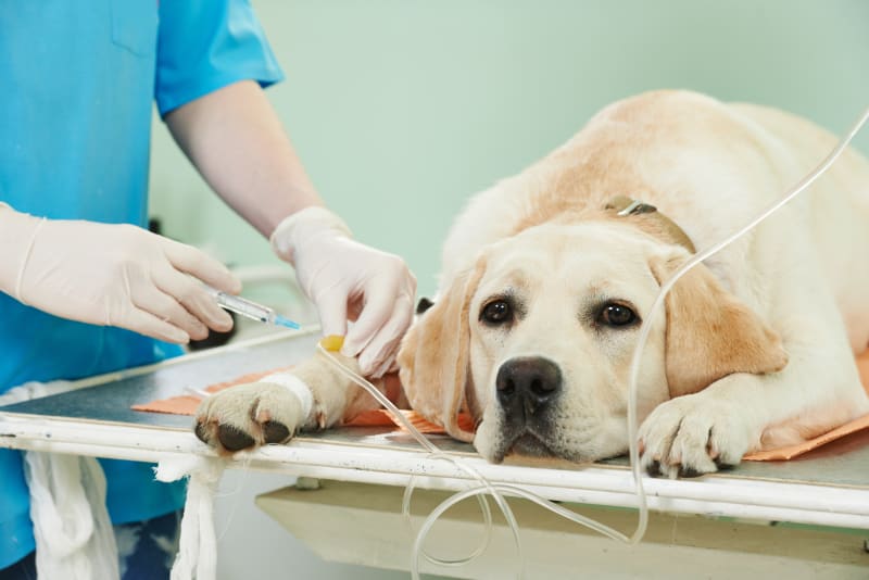 Pet Surgery: What to Expect and How to Prepare for Your Pet's Surgical ...